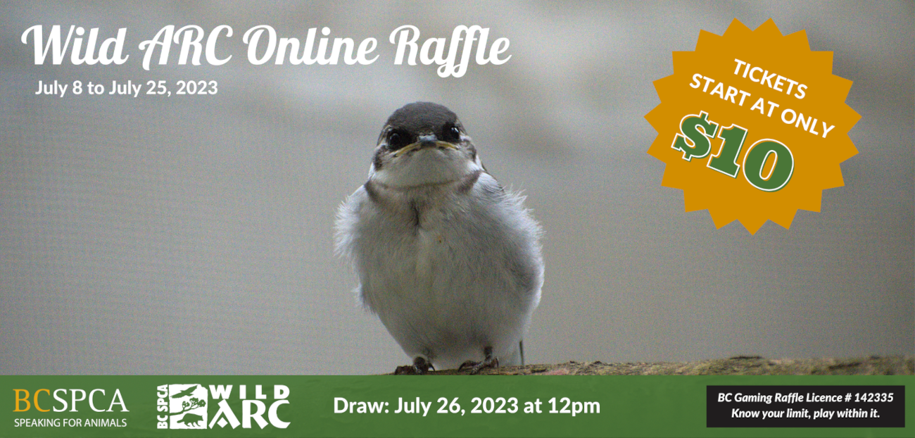 darelle.com | 2023 Wild ARC Raffle